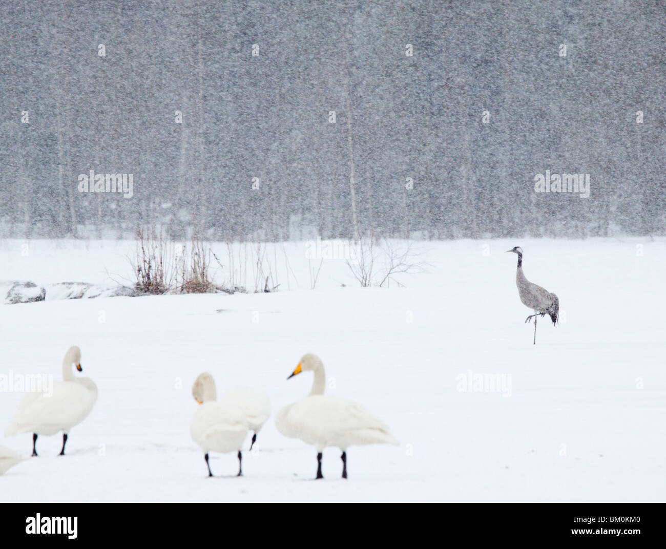 Whooper Swans and Common Crane Stock Photo - Alamy