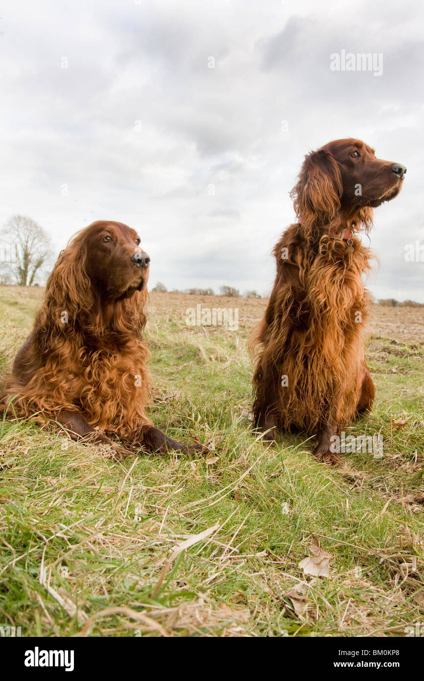 two irish red setters sitting in muddy field Stock Photo - Alamy