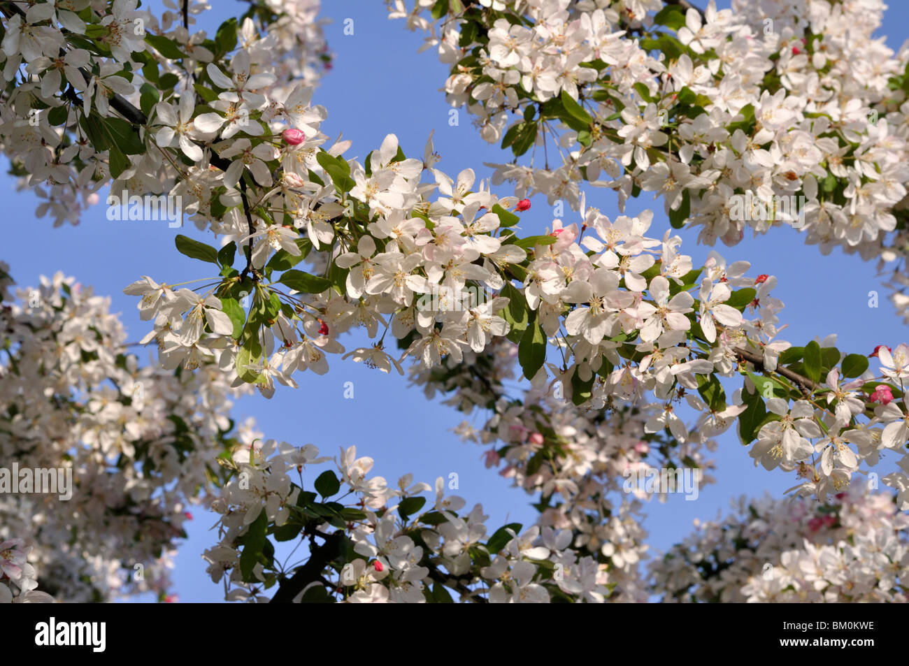 Japanese flowering crabapples hi-res stock photography and images - Alamy