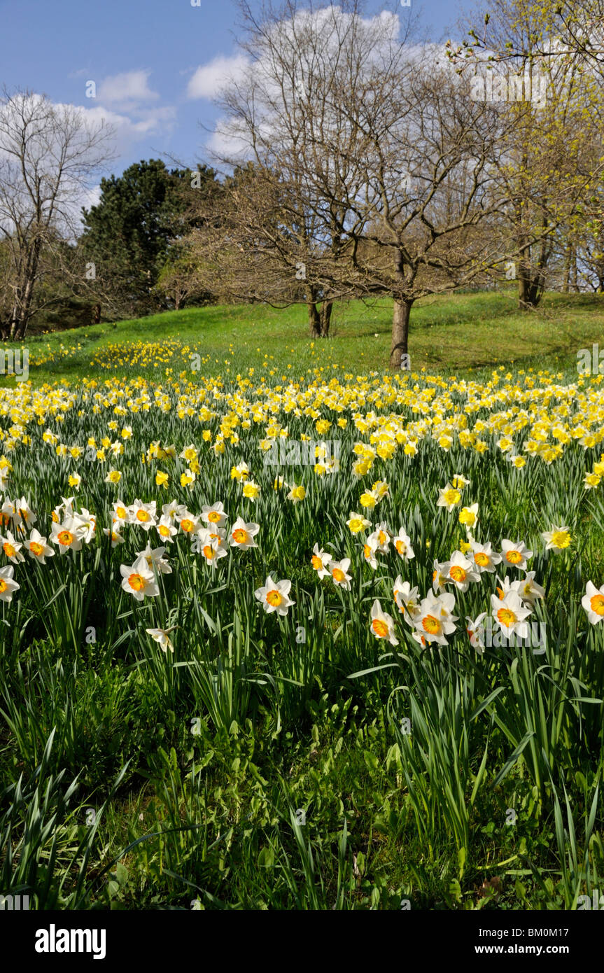Species of daffodils hi-res stock photography and images - Alamy
