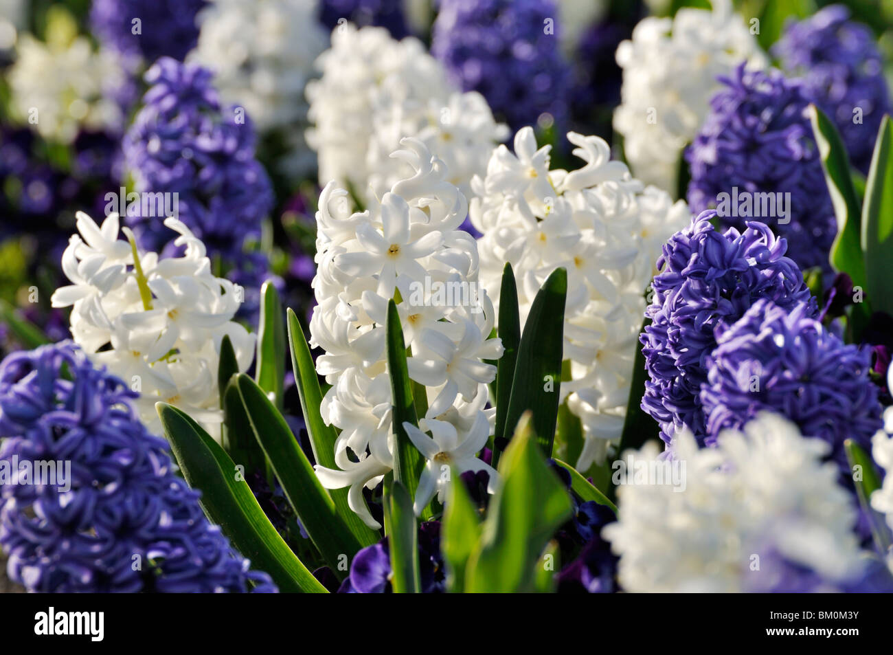 Hyacinths hi-res stock photography and images - Alamy