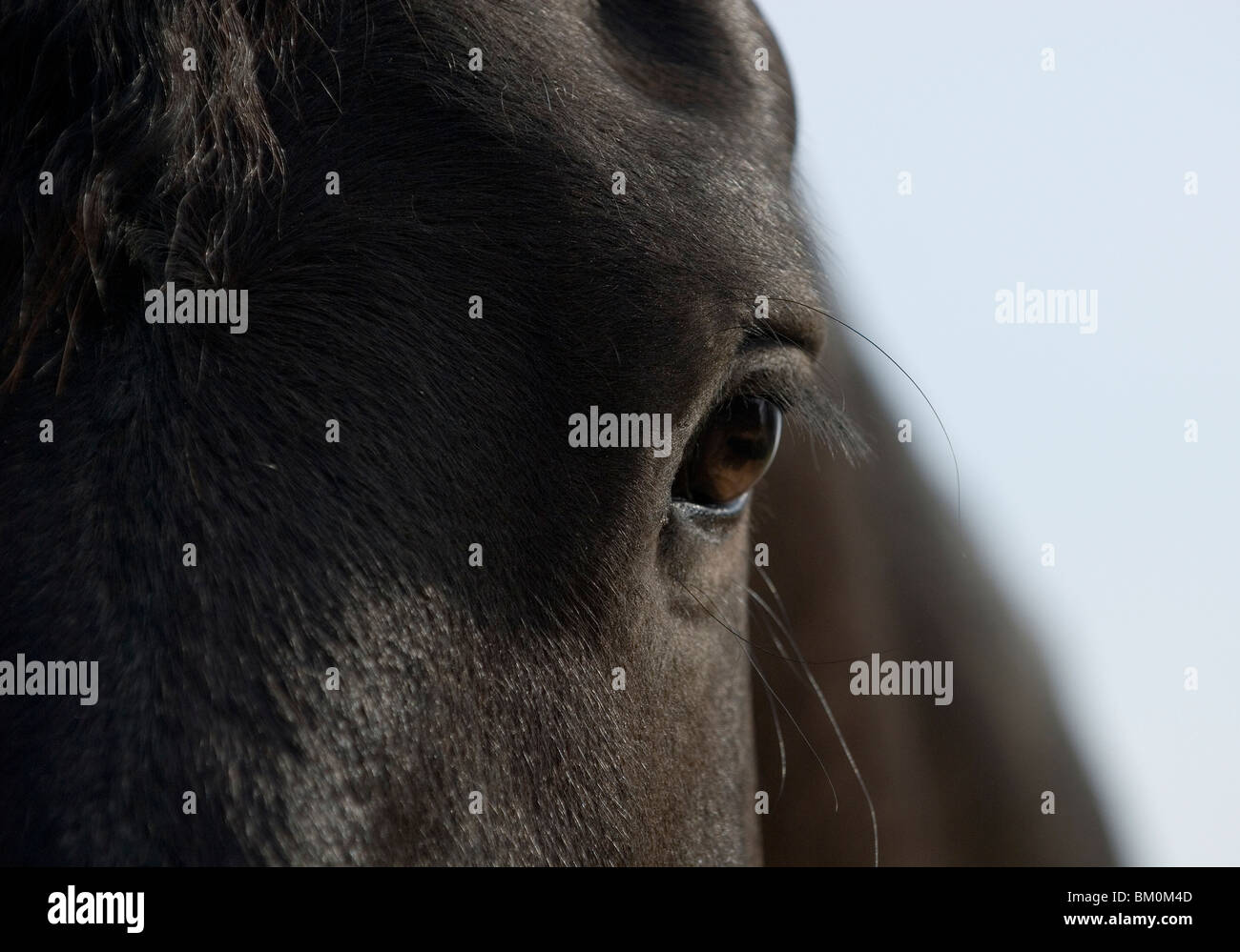 Frisian horse eye Stock Photo - Alamy