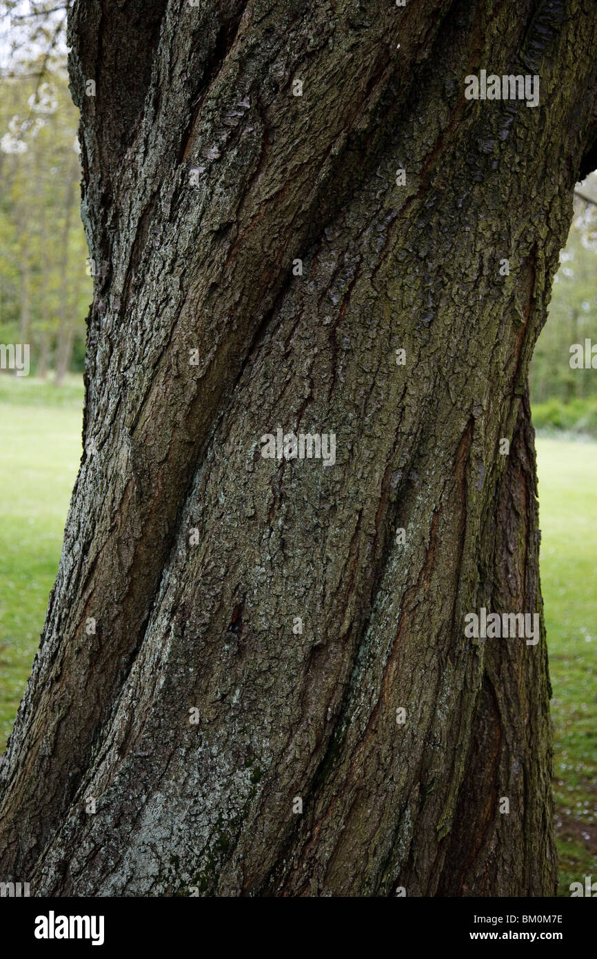 Twisted tree trunk hi-res stock photography and images - Alamy