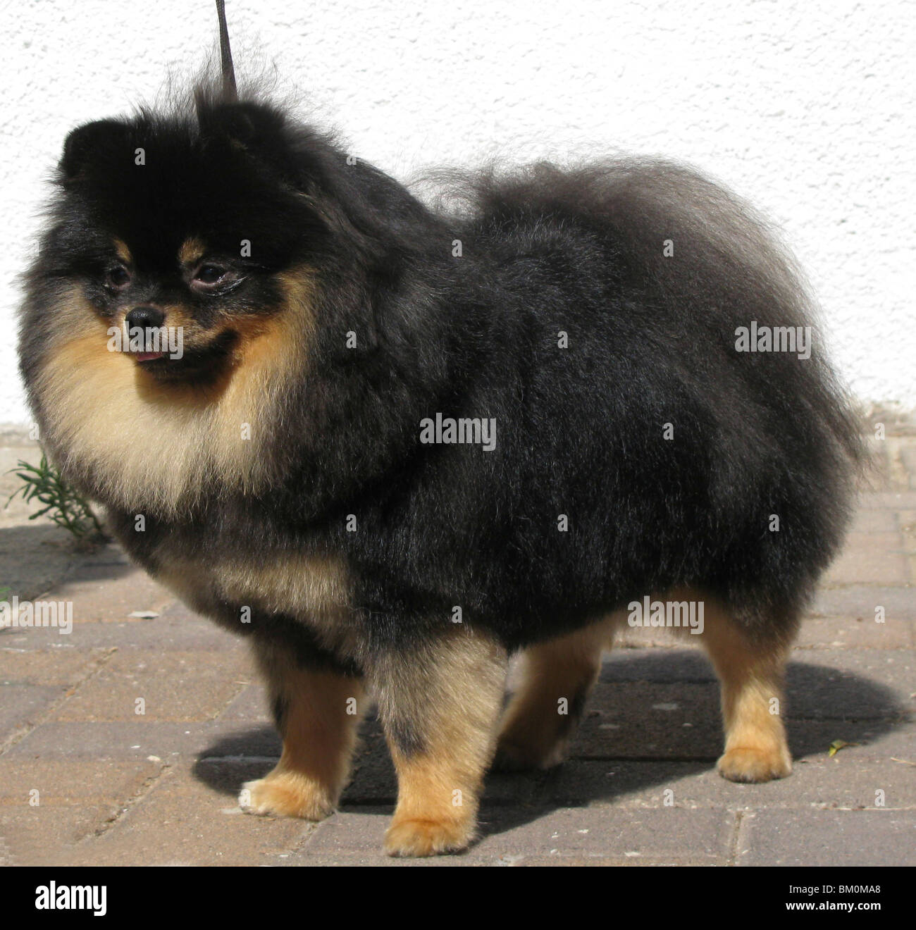 Pomeranian Show Cut