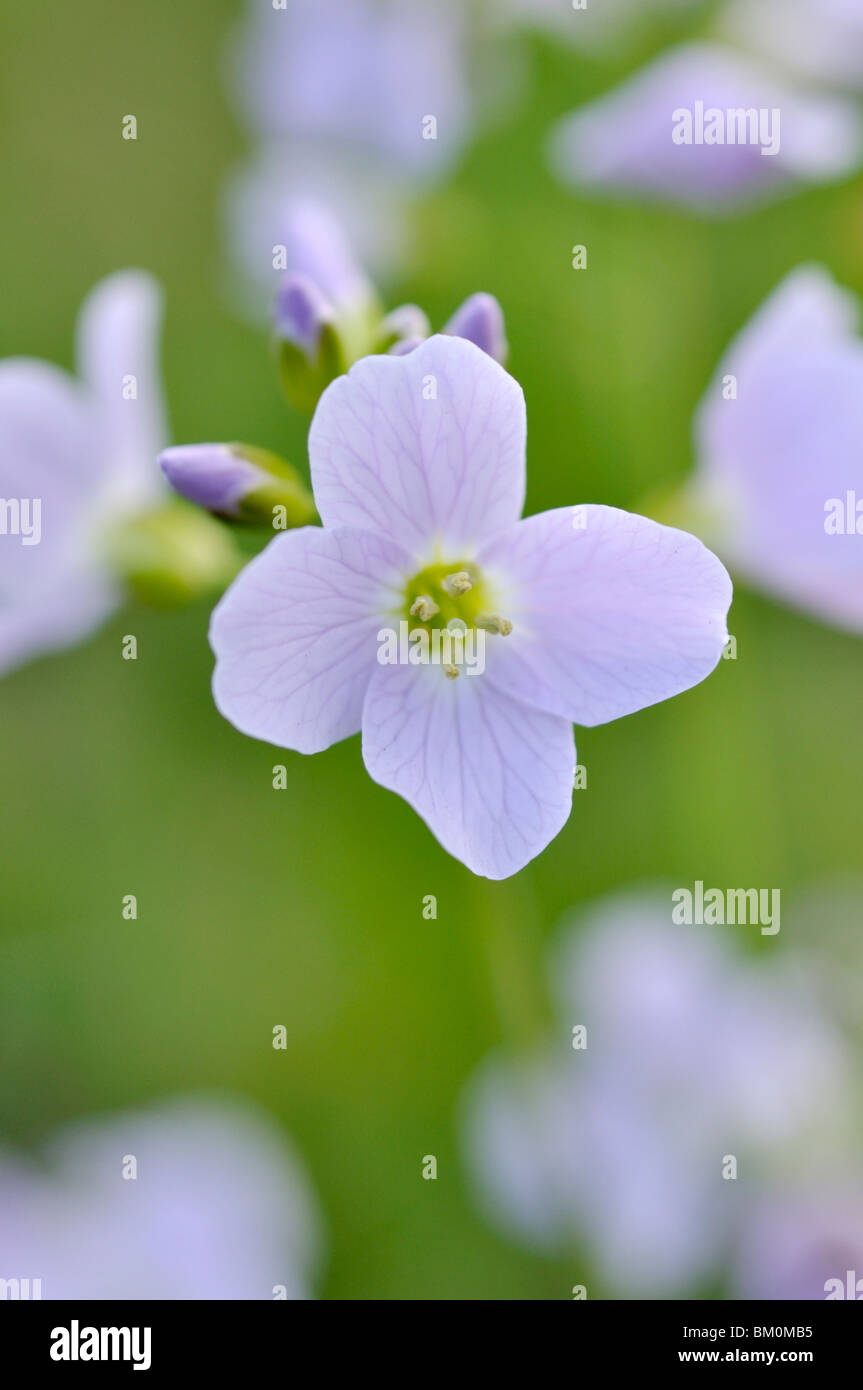 Cardamine pratensis species hi-res stock photography and images - Alamy