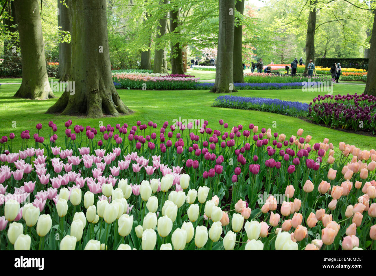 Tulips field keukenhof gardens hi-res stock photography and images - Alamy