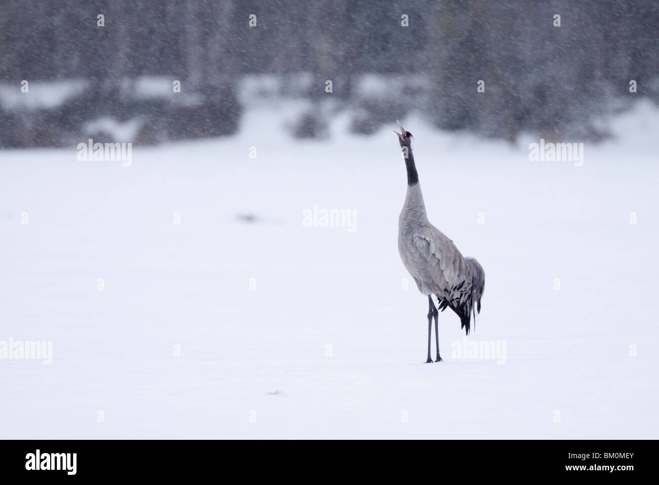 Common Crane on ice during heavy snowfall Stock Photo - Alamy