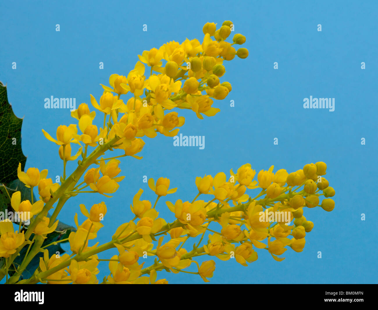Mahonia mahonia flowers winter flowering shrub yellow flowers evergreen ...