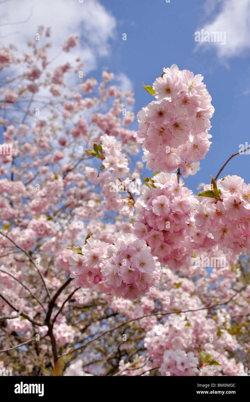 Accolade cherry tree blossom hi-res stock photography and images - Alamy