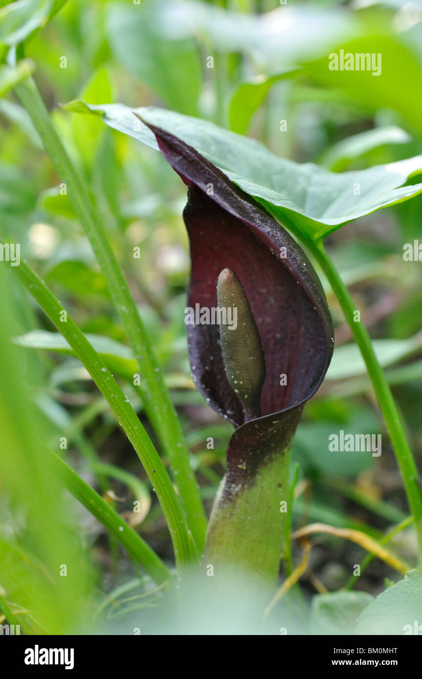 Arum (Arum orientale Stock Photo - Alamy