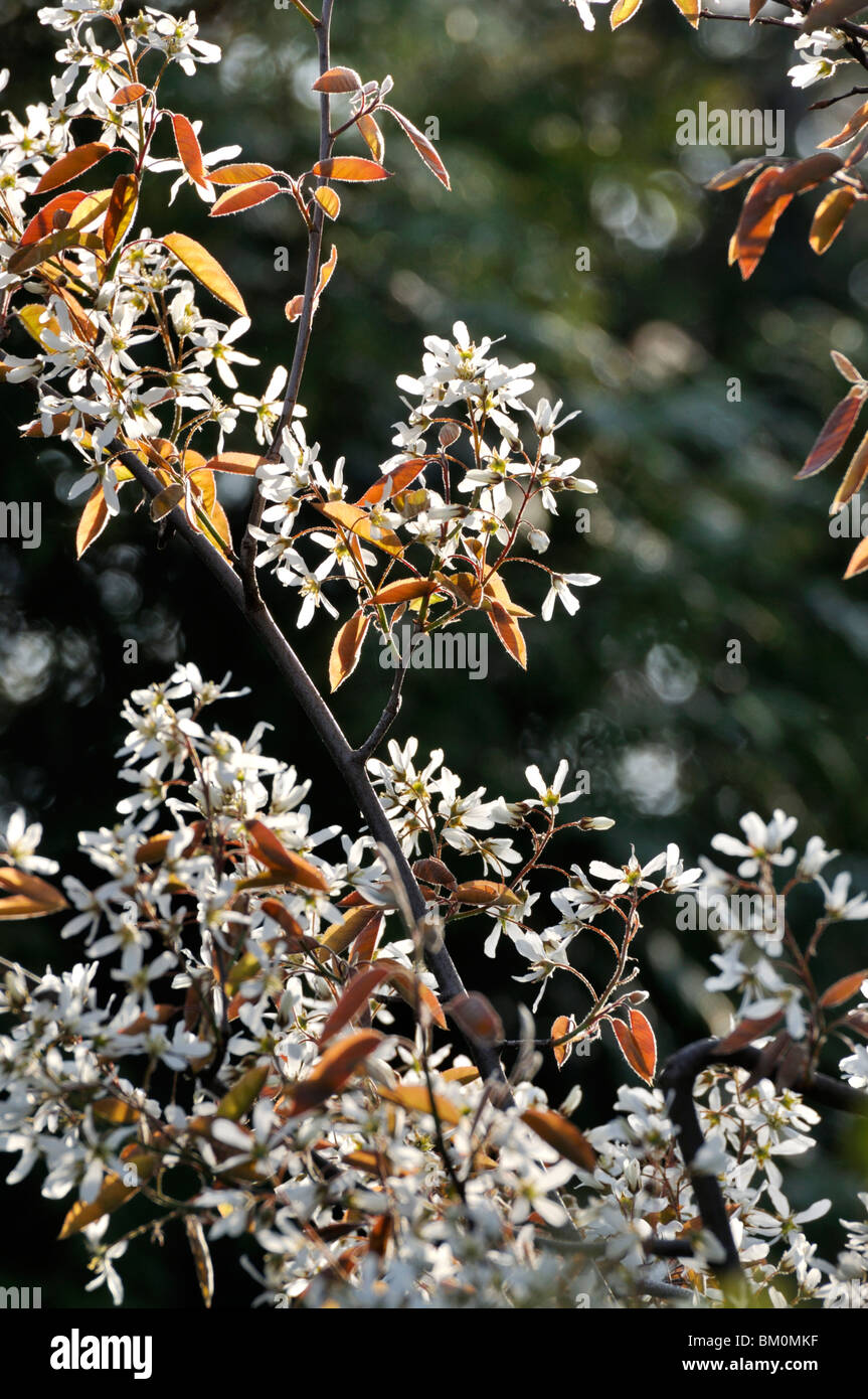Service berry (Amelanchier Stock Photo - Alamy