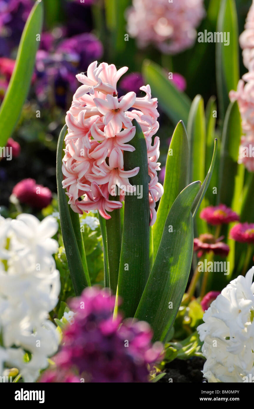 Spring flowering hyacinths hi-res stock photography and images - Alamy