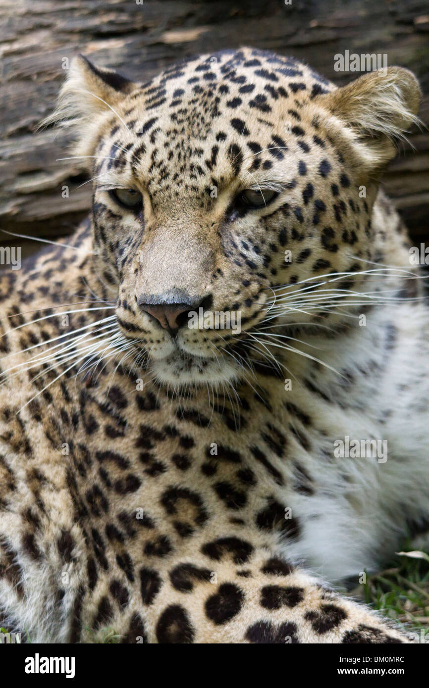 Panther panthere hi-res stock photography and images - Alamy