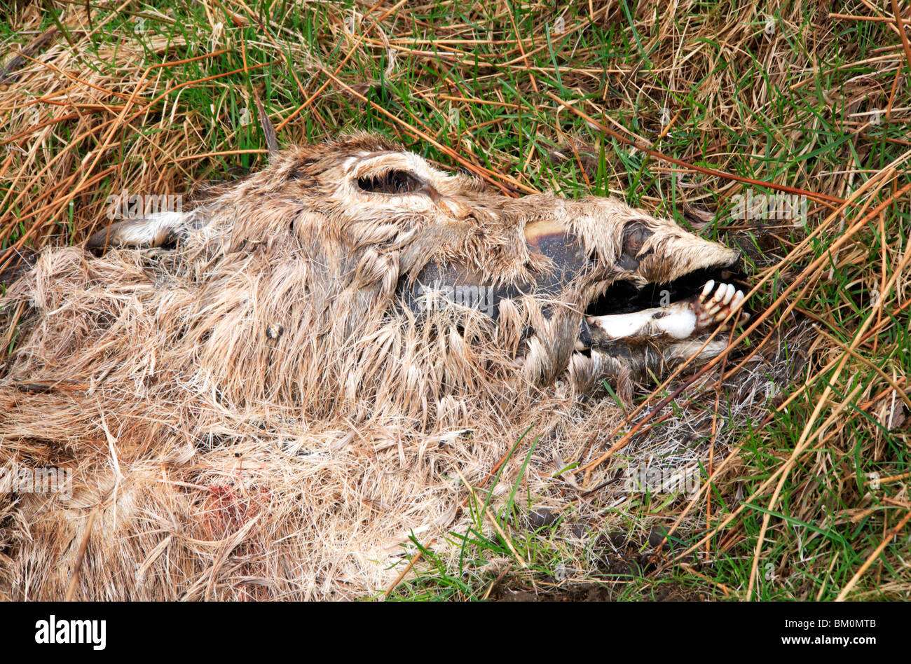 Decomposing High Resolution Stock Photography and Images - Alamy