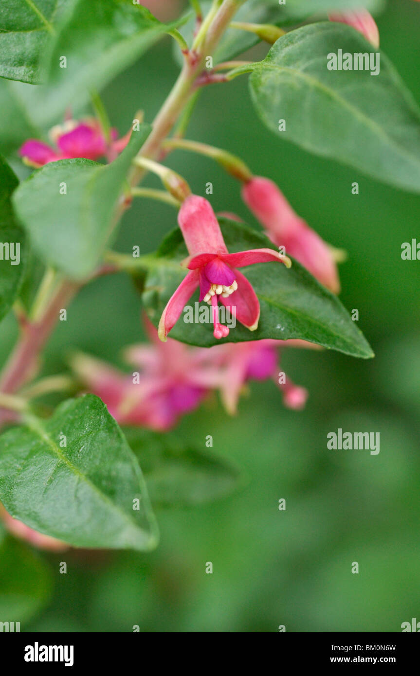 Species fuchsia hi-res stock photography and images - Alamy