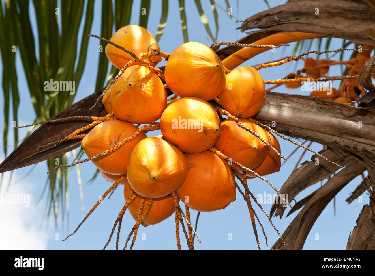 Coconuts in a Palm Tree, Apia, Samoa Stock Photo - Alamy