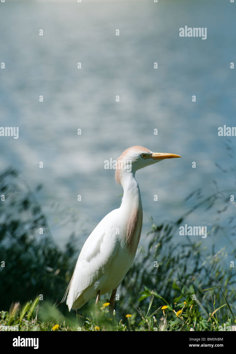 Cattle Egret by the River in Seviile Stock Photo - Alamy