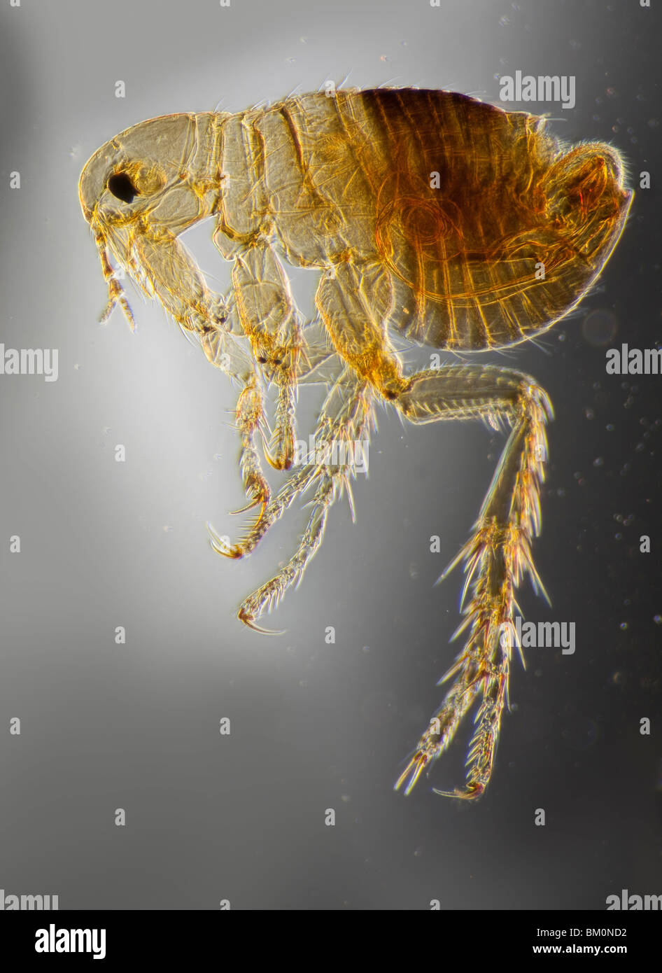 Fleas Under A Microscope