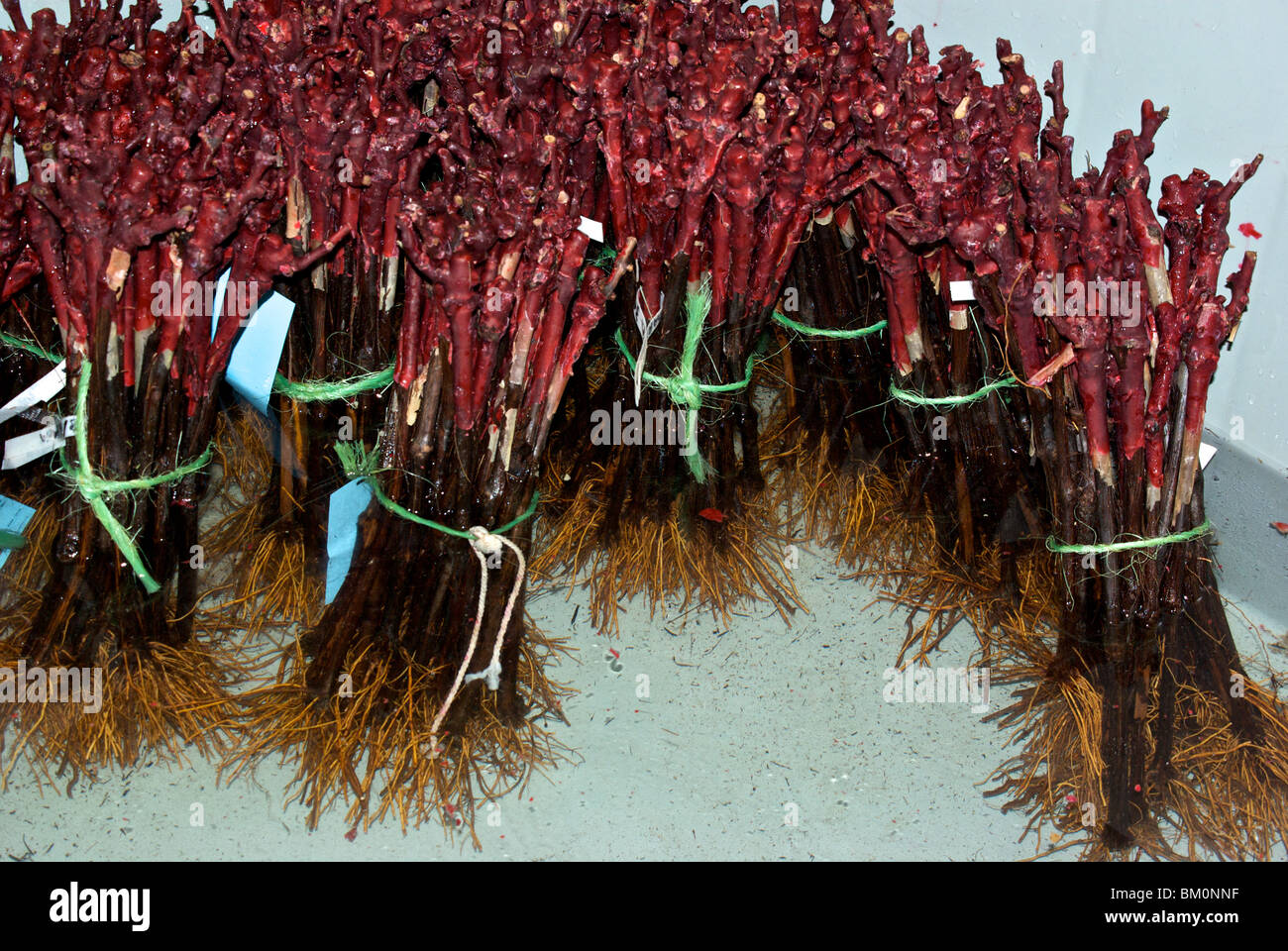 Grafted plants hi-res stock photography and images - Alamy