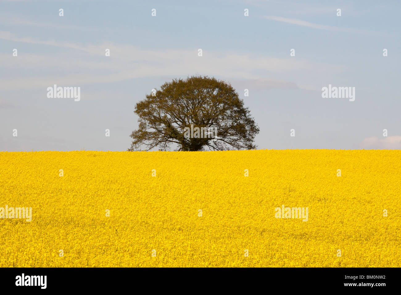 A single tree on the horizon of a yellow oil rapeseed field Stock Photo ...
