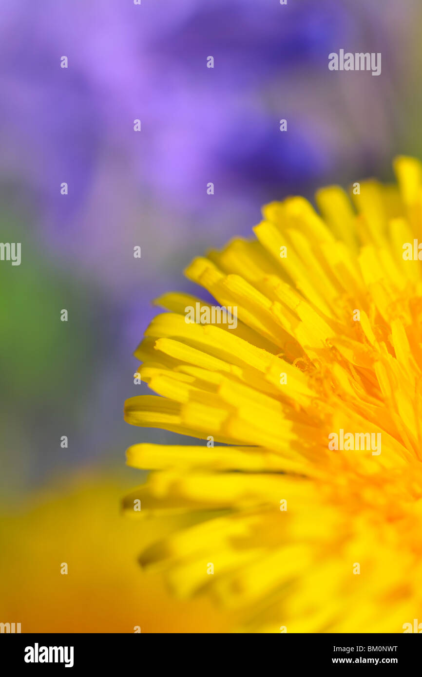 Tap root flower hi-res stock photography and images - Alamy