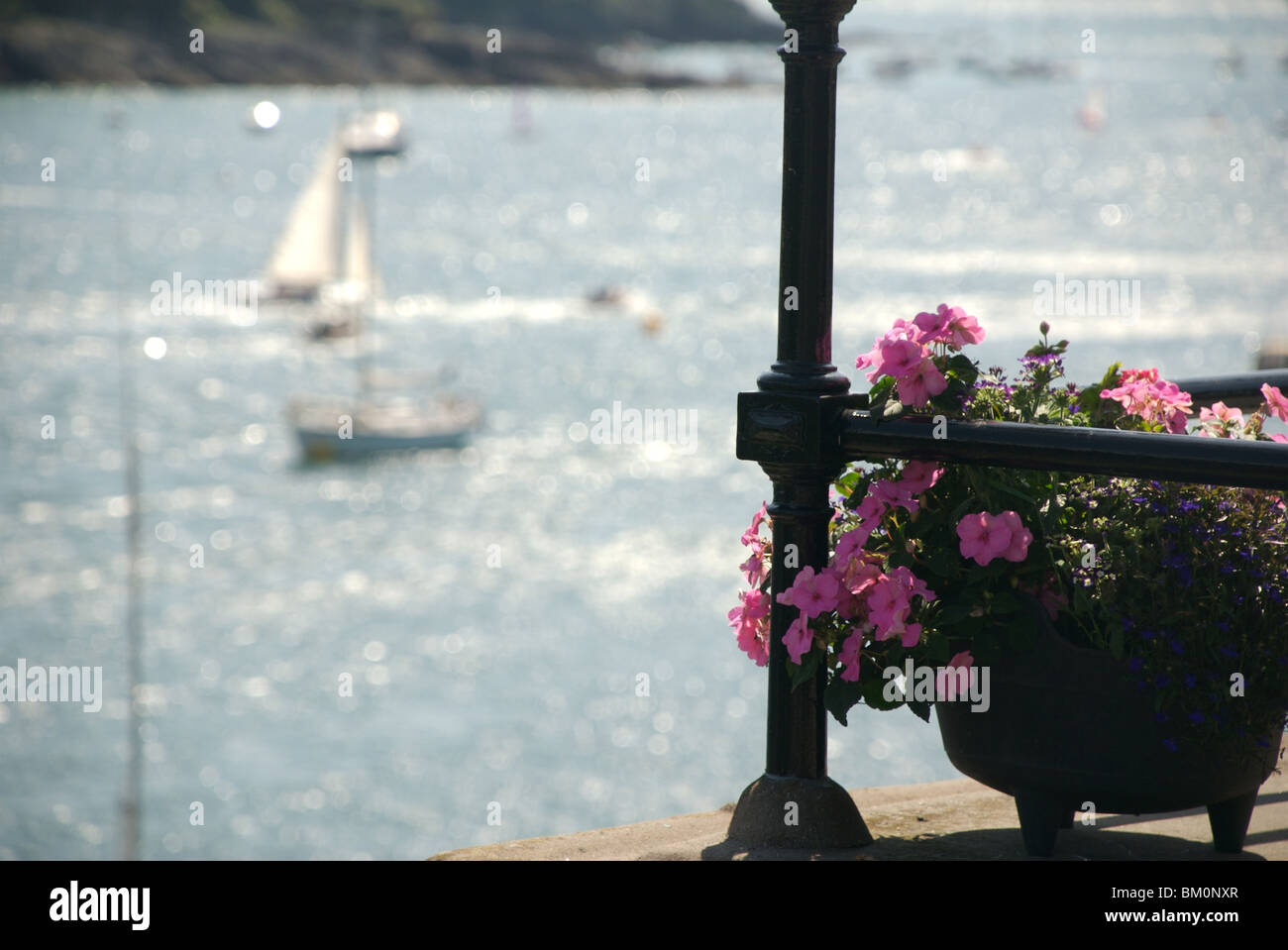 Busy lizzies hi-res stock photography and images - Alamy