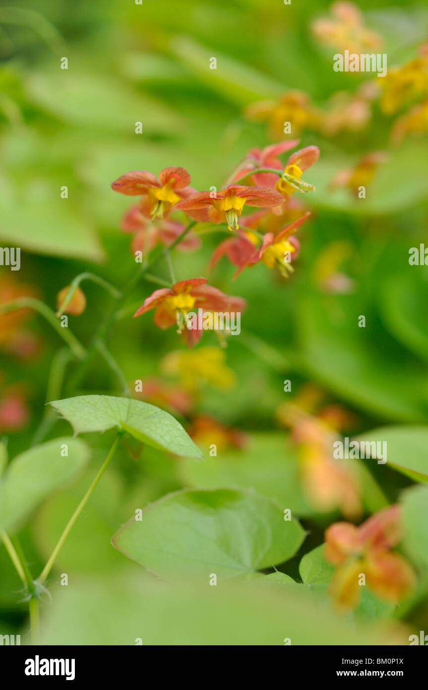 Barrenwort flowers hi-res stock photography and images - Alamy