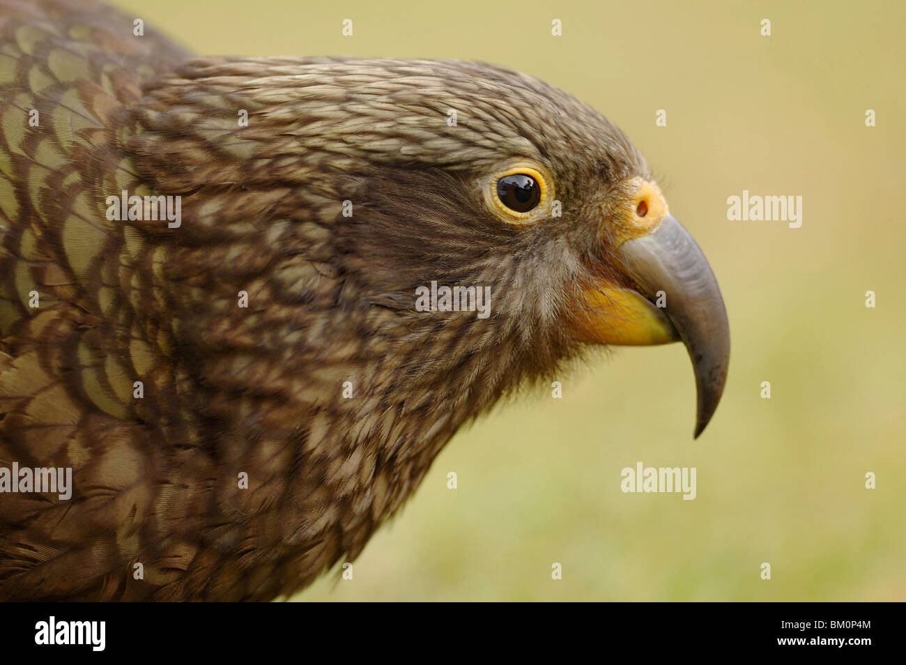 Parrots of new zealand hi-res stock photography and images - Alamy