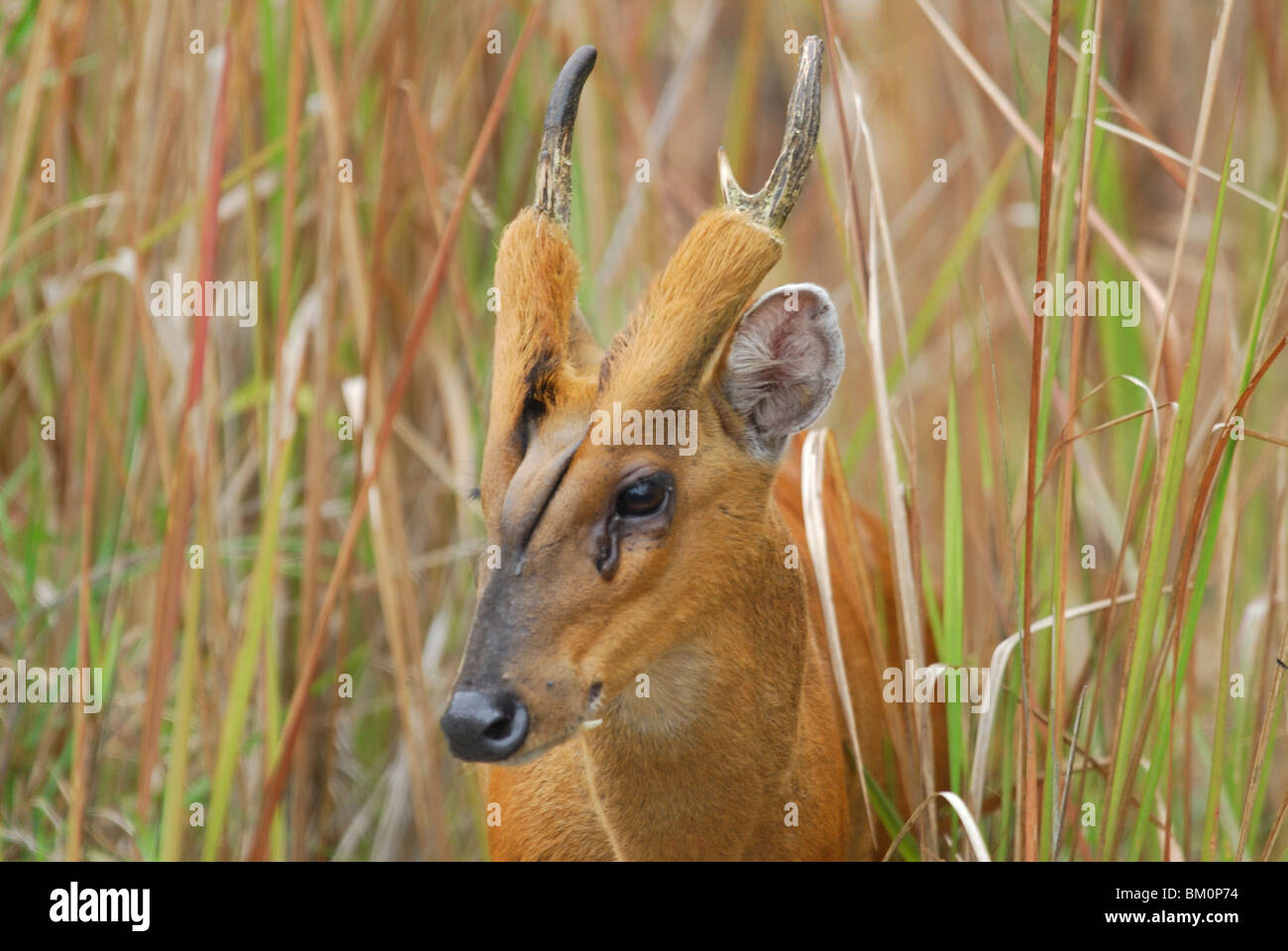 Male muntjac deer hi-res stock photography and images - Alamy