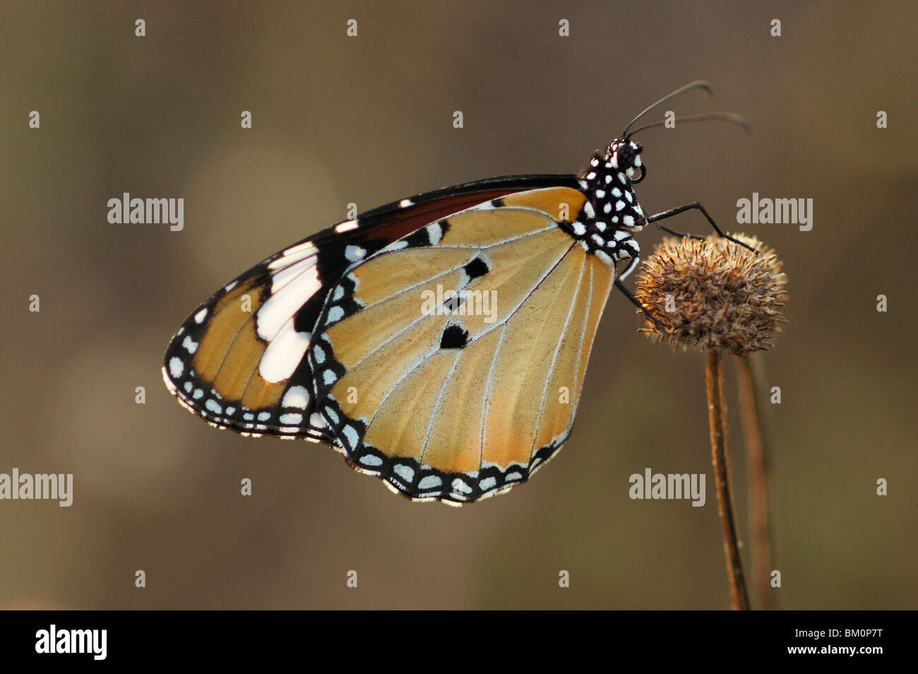 Plain Tiger Butterfly (danaus chrysippus) on Koh Phi Phi Island ...