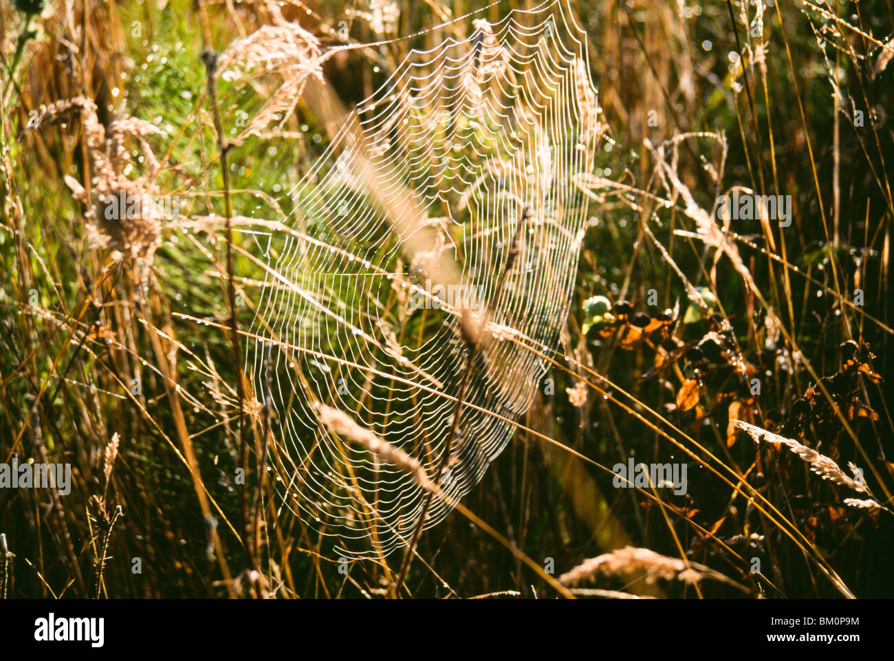 Spider web on plants Stock Photo - Alamy