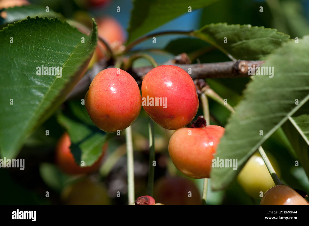Cherries growing tree hi-res stock photography and images - Alamy