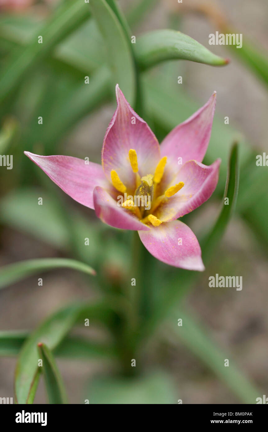 Wild tulip species hi-res stock photography and images - Alamy