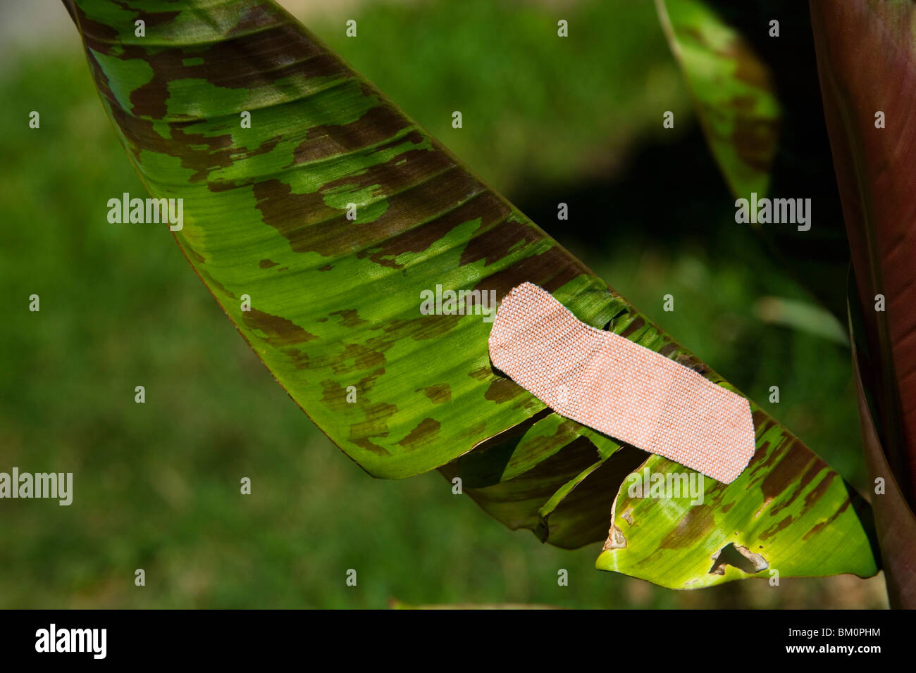 Green leaf and adhesive plaster hi-res stock photography and images - Alamy