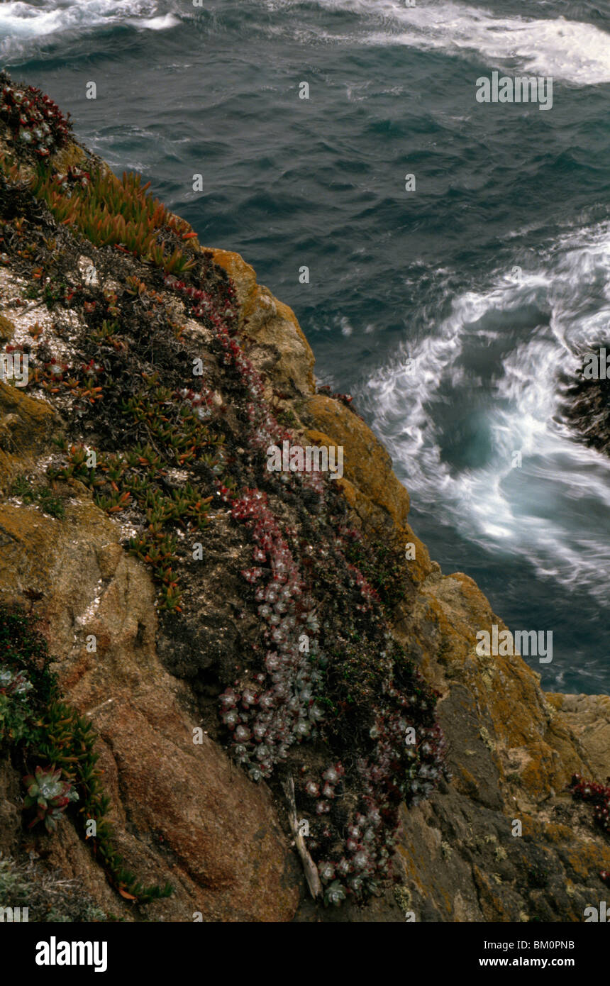 Rock formations on the coast, California, USA Stock Photo - Alamy