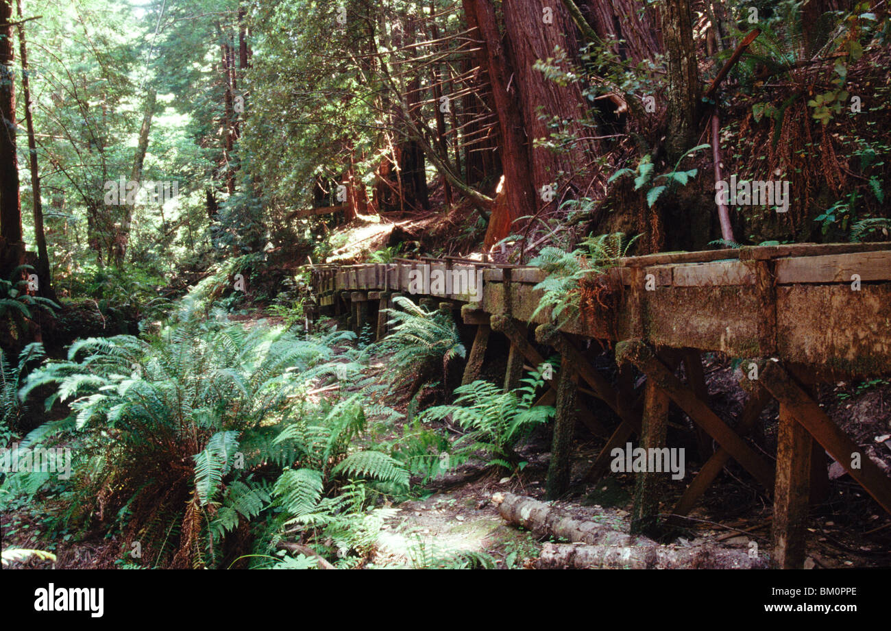 Trees in a forest, Santa Cruz Mountains, California, USA Stock Photo ...