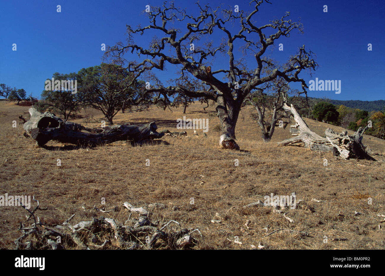 Dead tree in a forest, Santa Cruz Mountains, California, USA Stock ...
