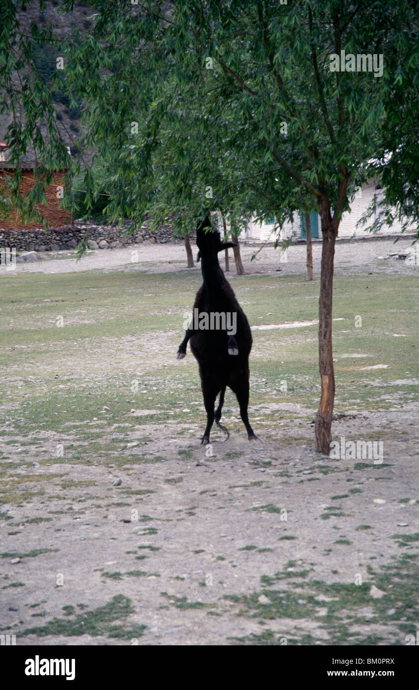 Cow Standing On Hind Legs