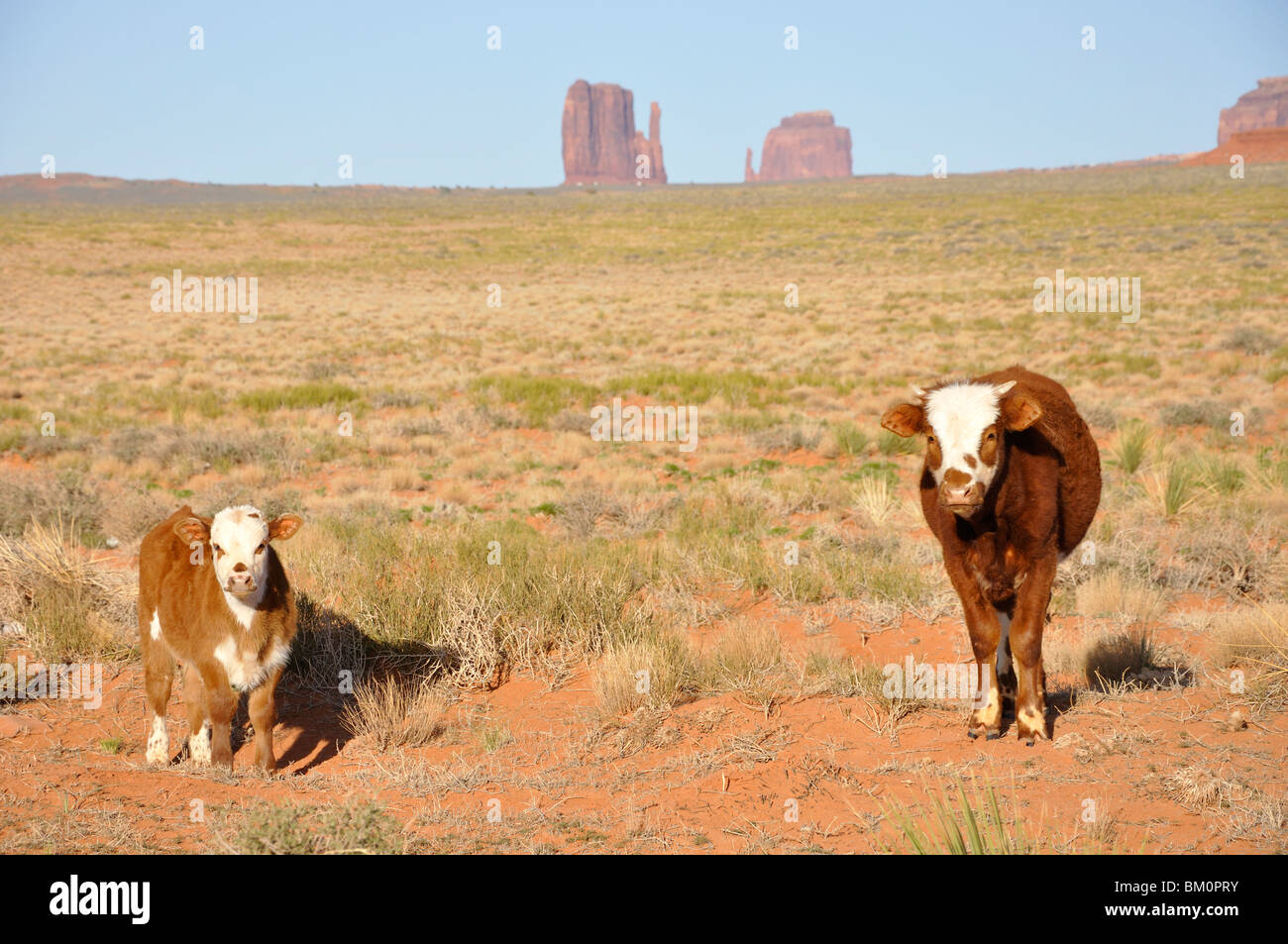 Cow Cows Monument Valley High Resolution Stock Photography and Images ...