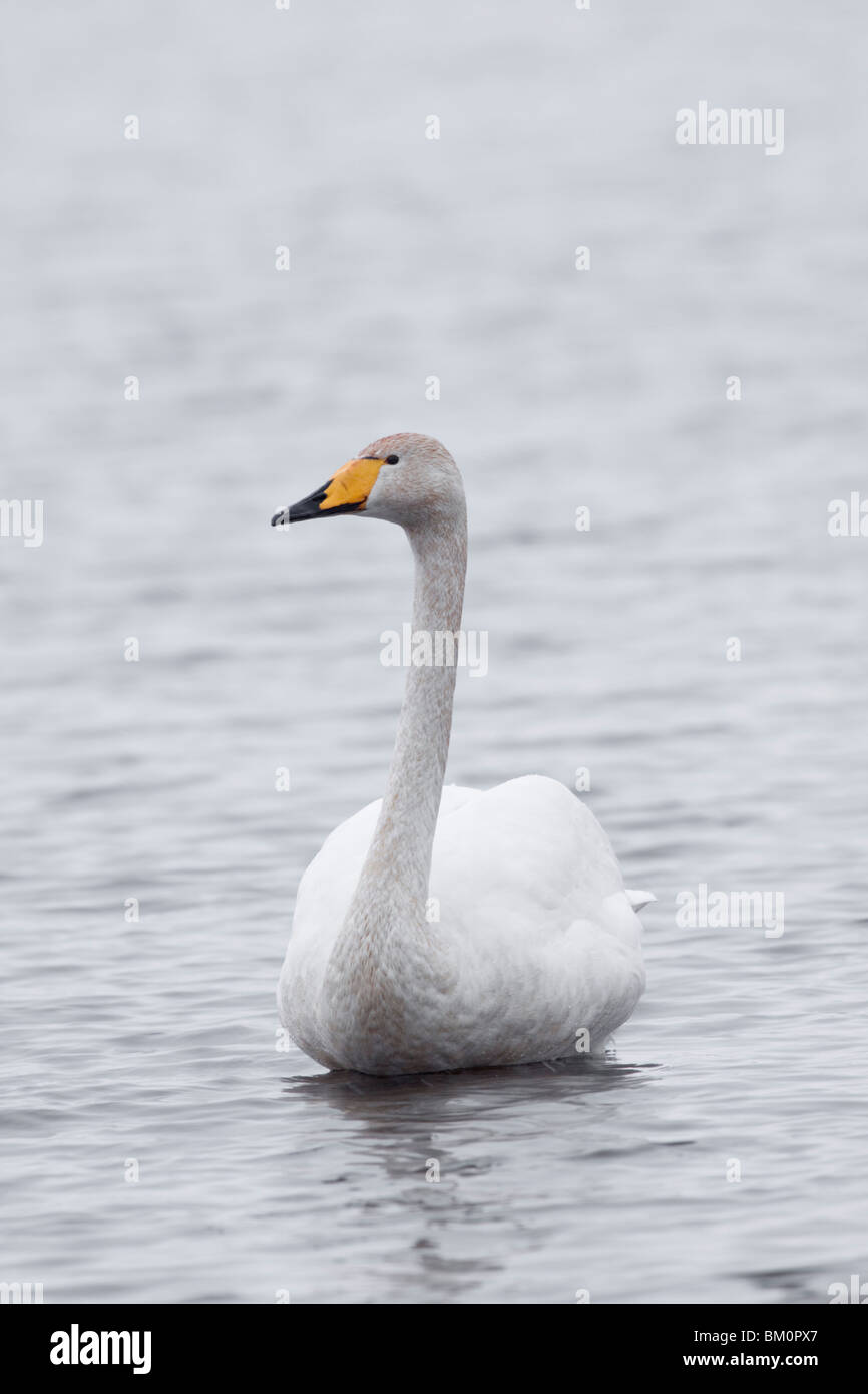 Whooper swan portrait Stock Photo - Alamy