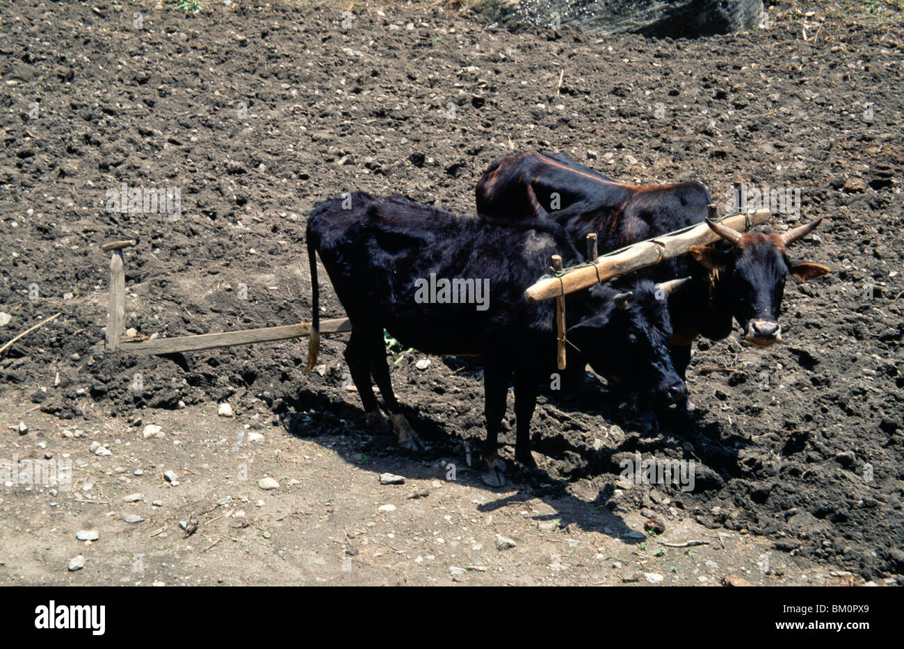 Oxen pulling plough hi-res stock photography and images - Alamy