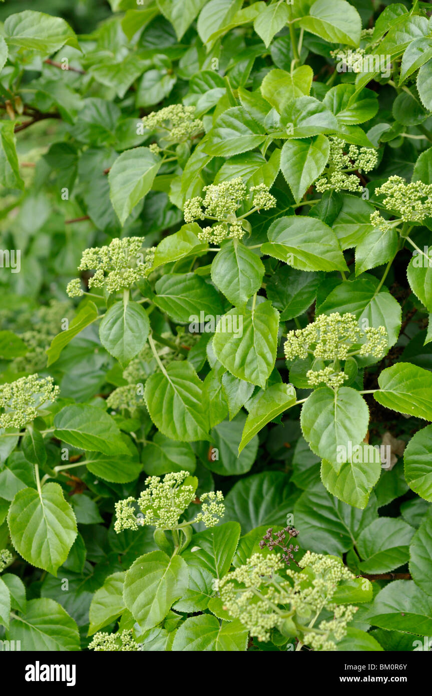 Climbing hydrangea hydrangea petiolaris hi-res stock photography and ...