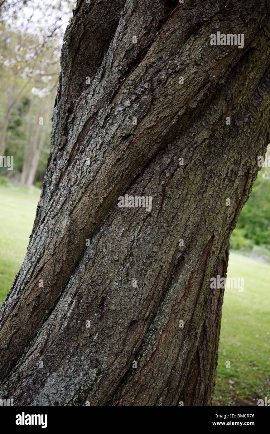 Closeup of twisted tree trunk showing bark detail Stock Photo - Alamy