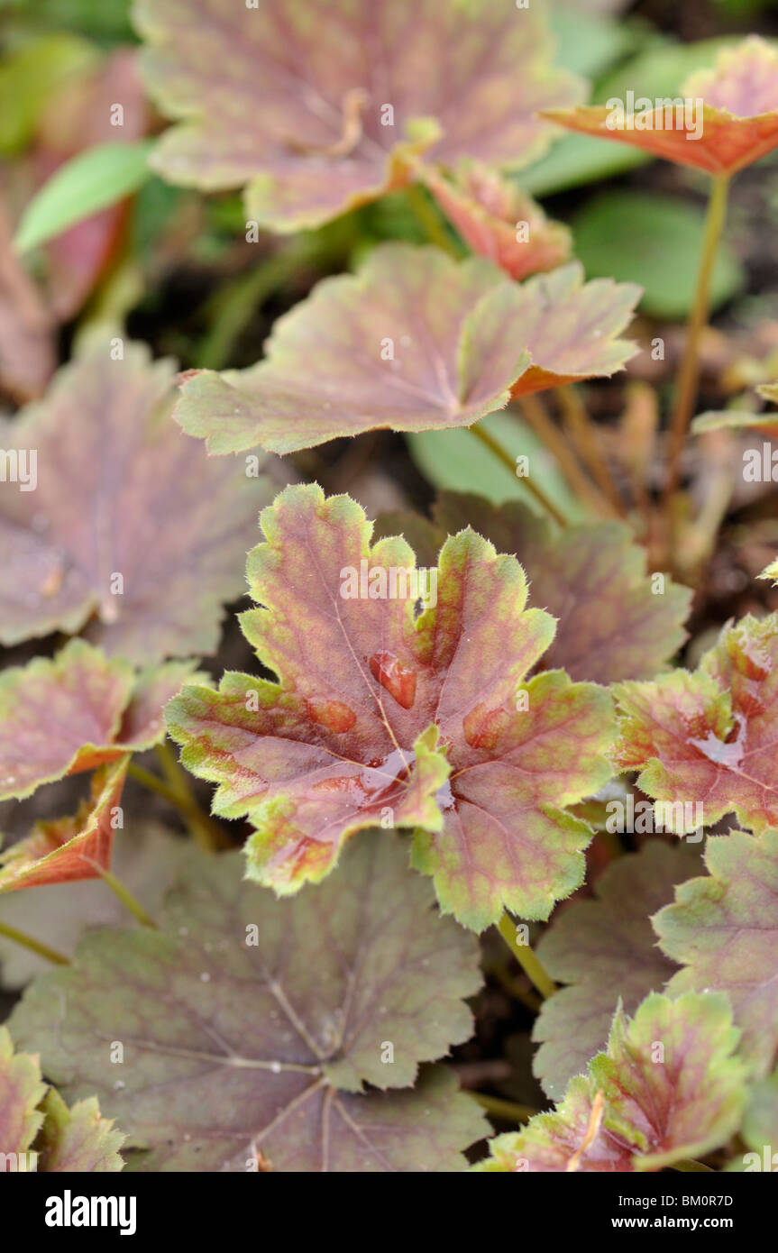 American Alumroot High Resolution Stock Photography and Images - Alamy