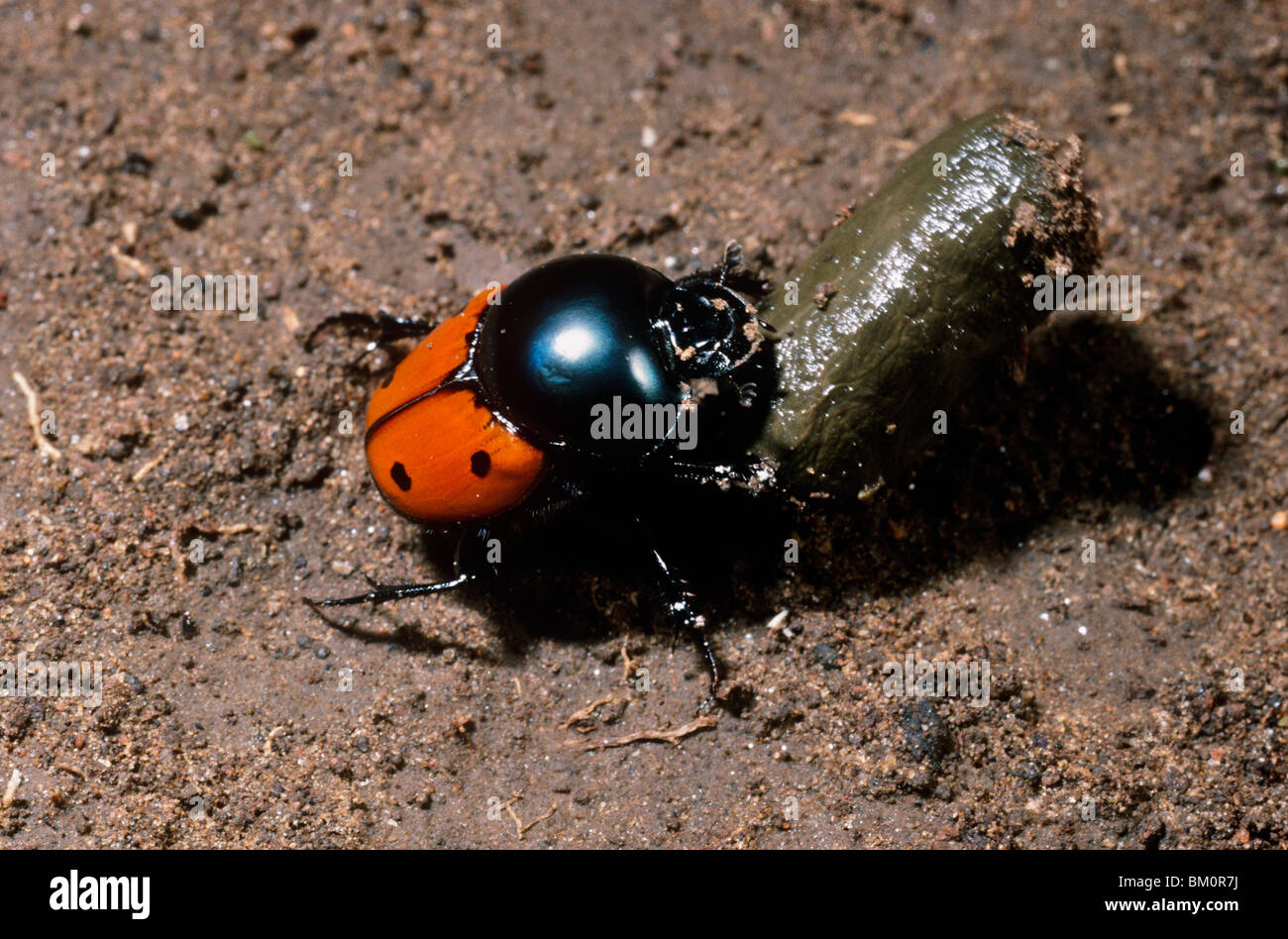 Helictopleurus hi-res stock photography and images - Alamy