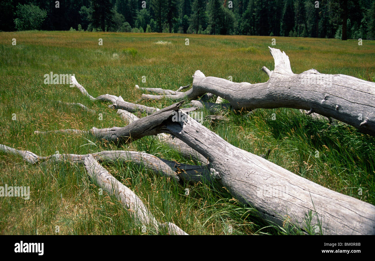 Fallen trees in a forest, Yosemite National Park, California, USA Stock ...