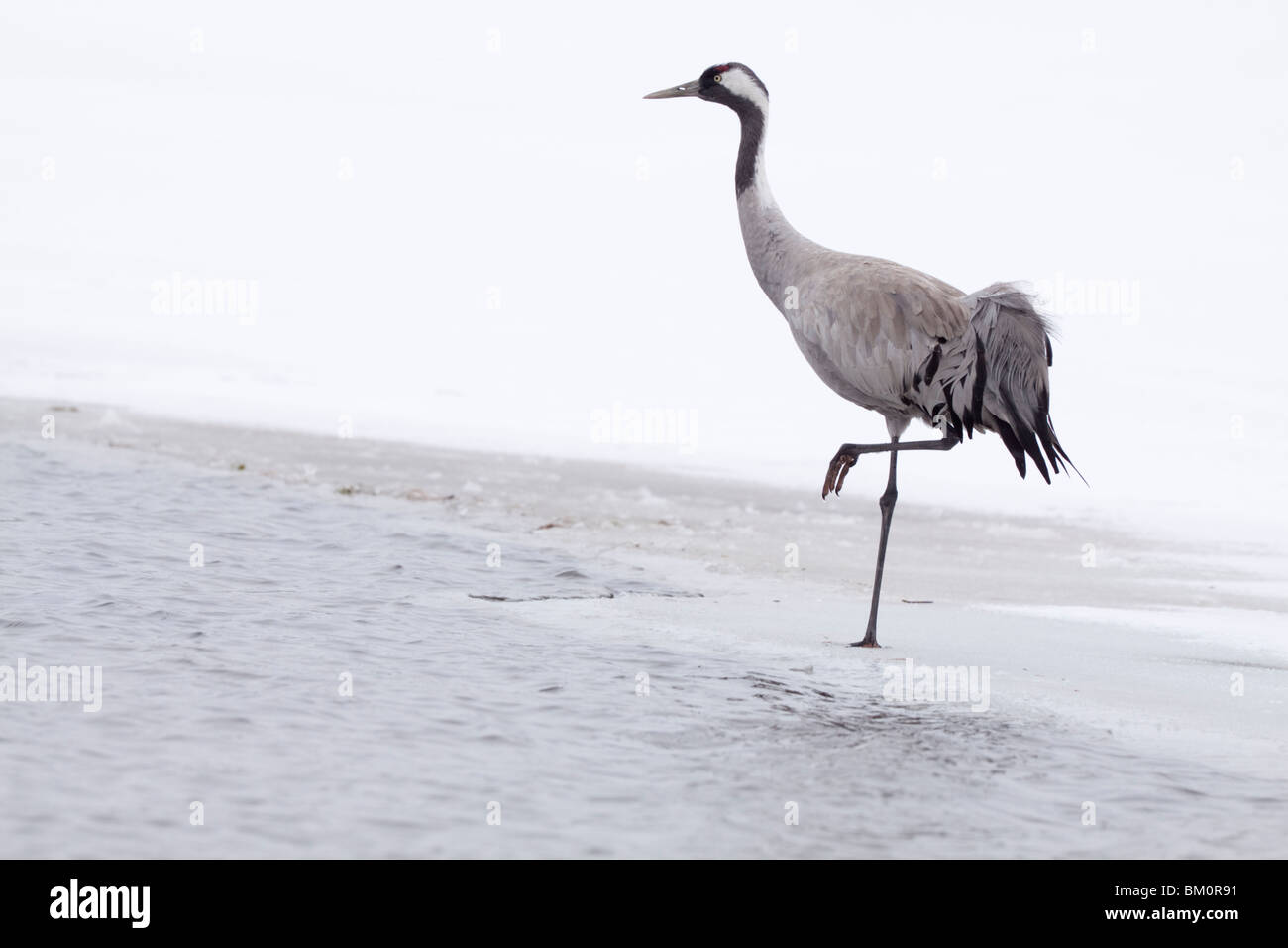 Ice crane hi-res stock photography and images - Alamy
