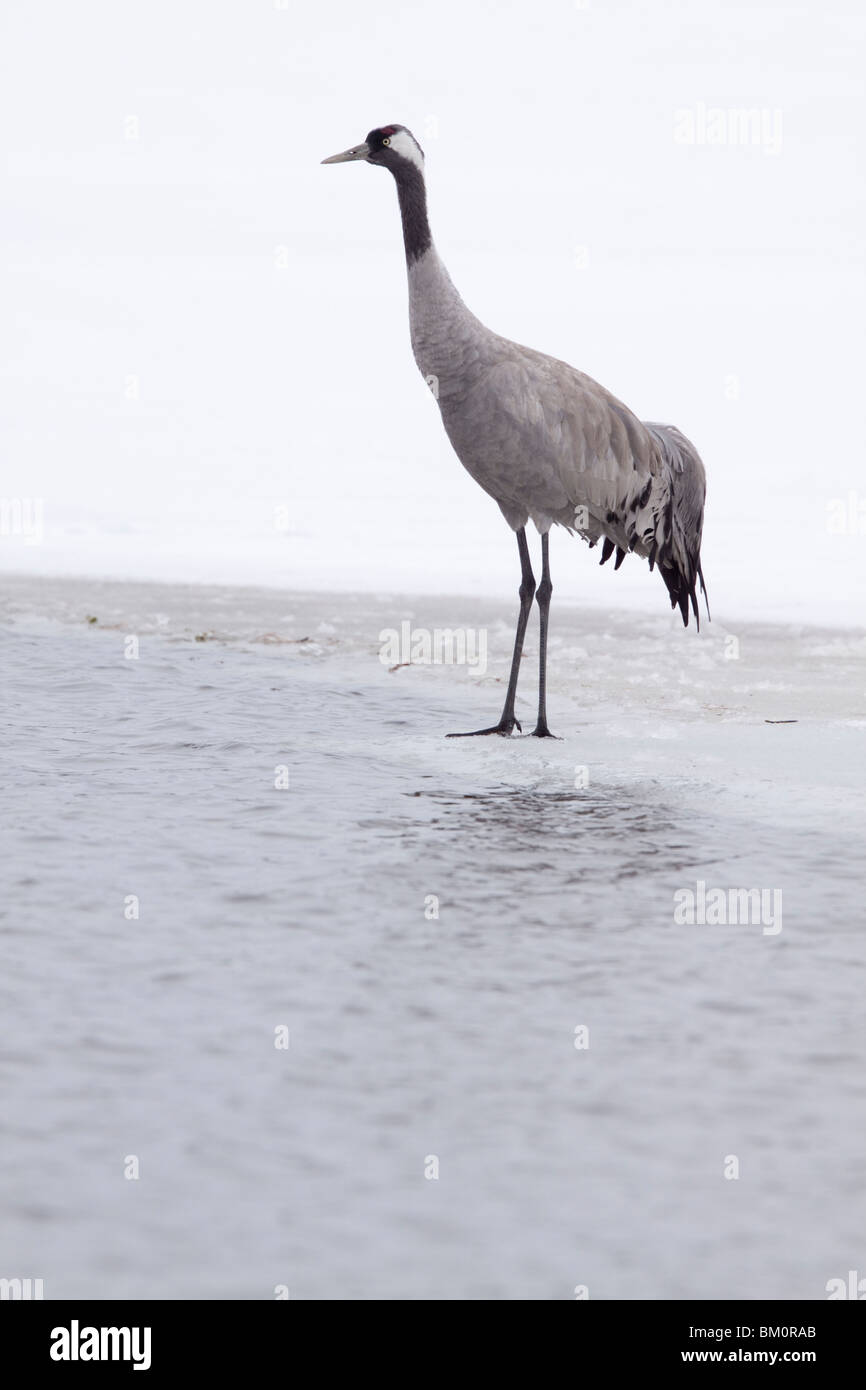 Ice crane hi-res stock photography and images - Alamy