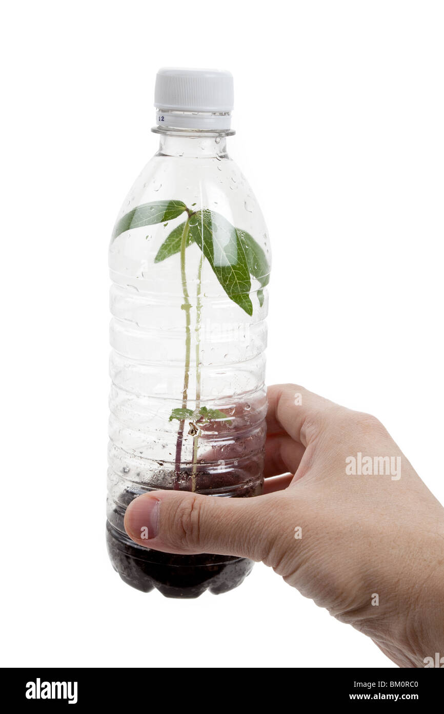 plastic bottle and Sprout with white background Stock Photo - Alamy