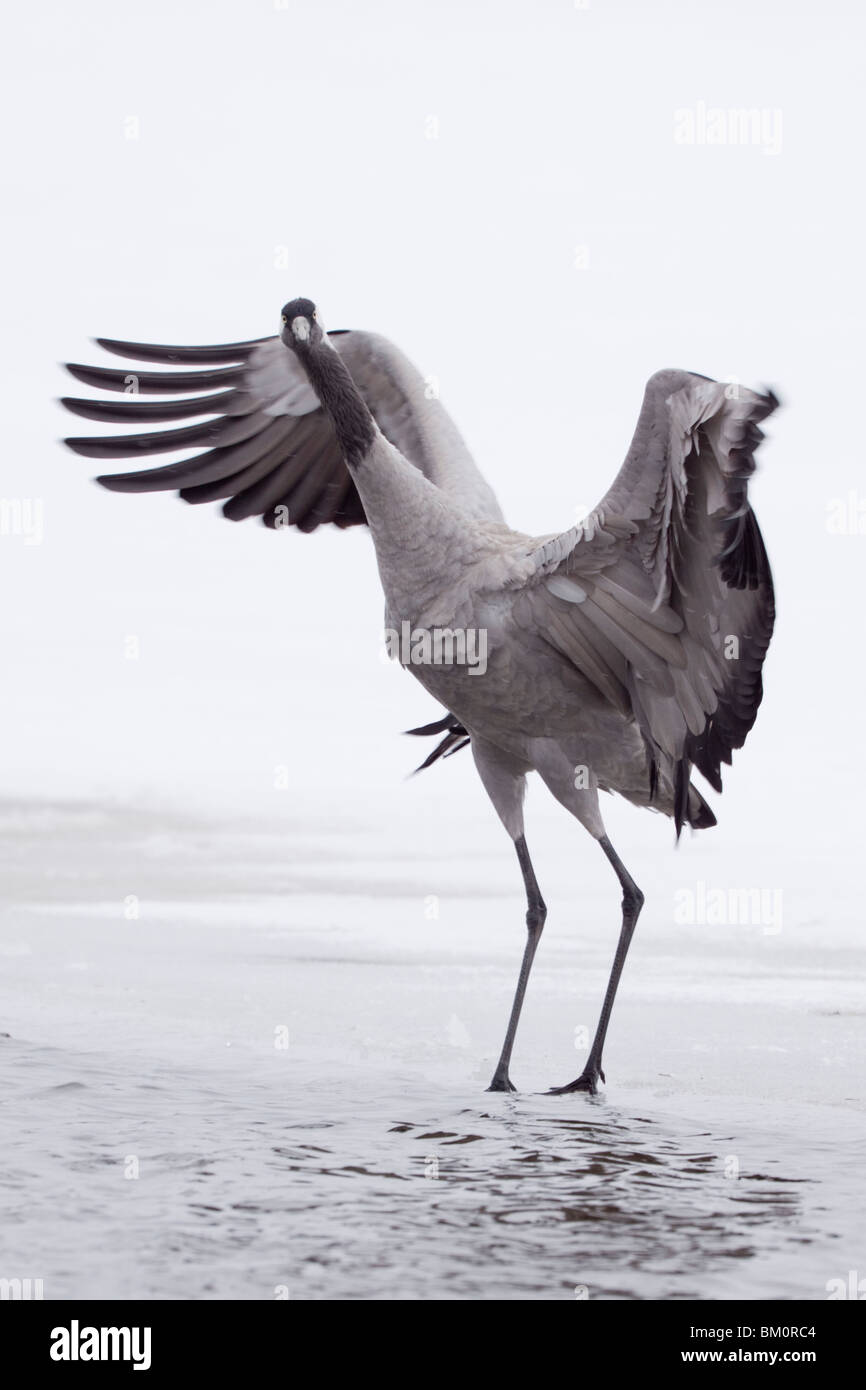 Crane display hi-res stock photography and images - Alamy